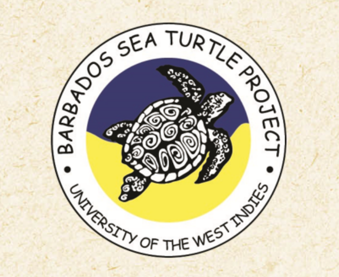 Drink Rum and Save Turtles this World Sea Turtle Day – We Love Purely